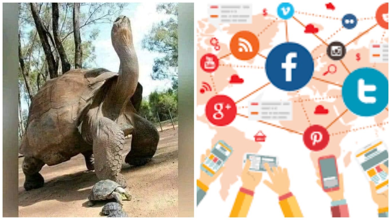 Truth Behind the Giant Tortoise on Facebook - Fact Crescendo | The ...