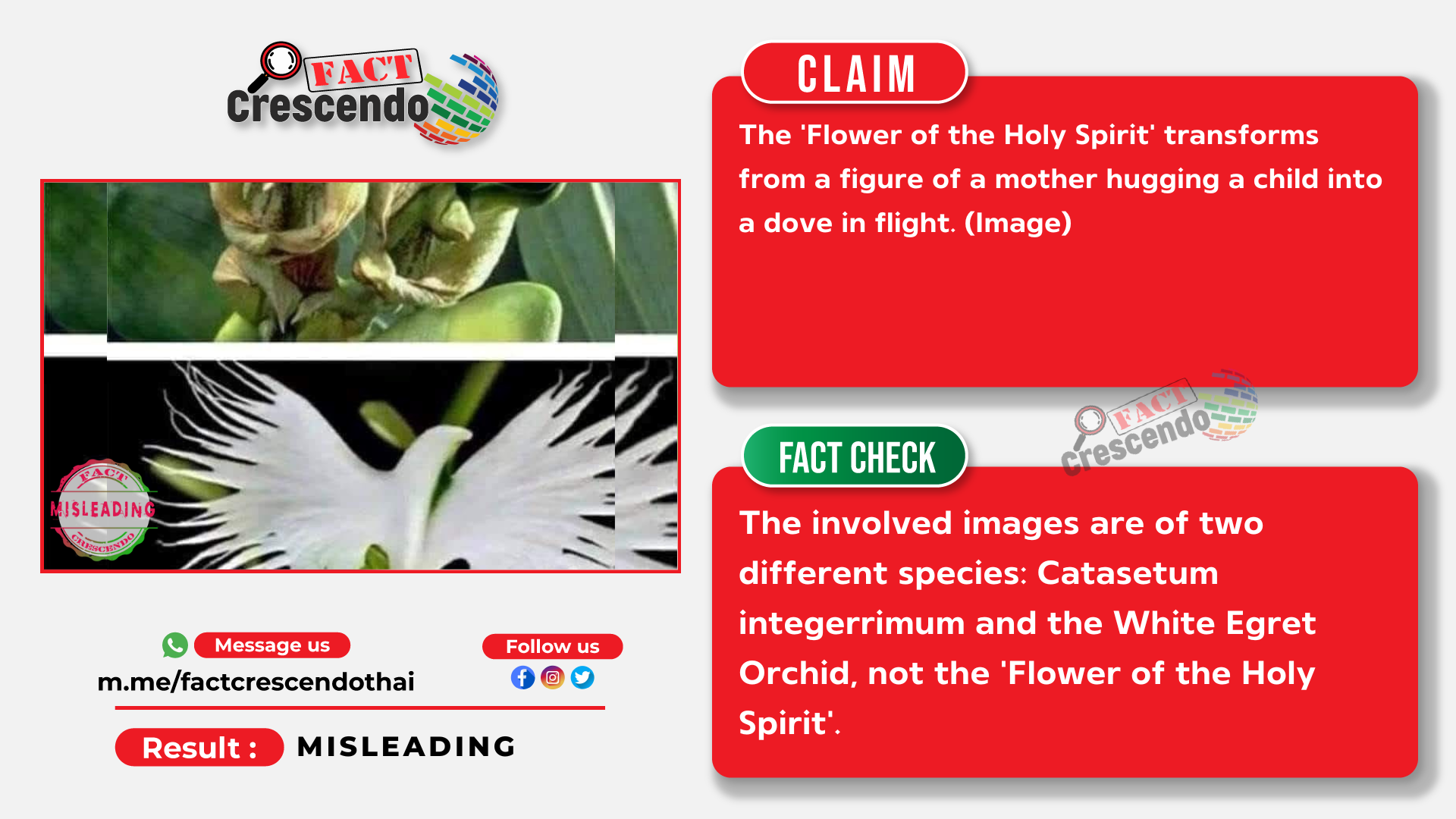 Fact-Check: The Misunderstood 'Flower of the Holy Spirit' - Fact ...